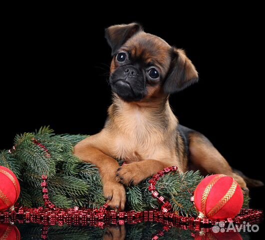 Пти брабансон