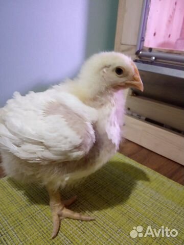 Цыпленок бройлер