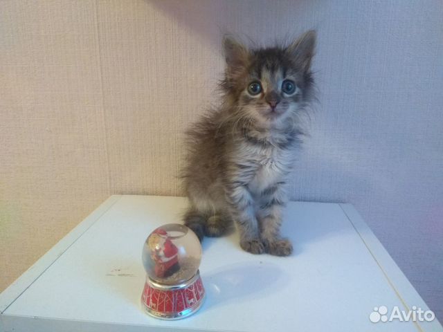 Котенок (девчуля)
