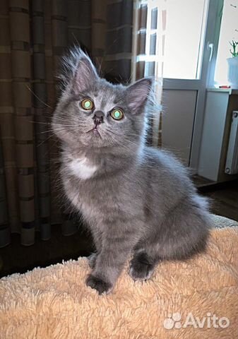 Котята персидские