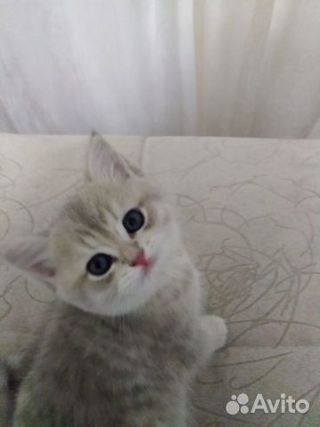 Британские котята драгоценных окрасов