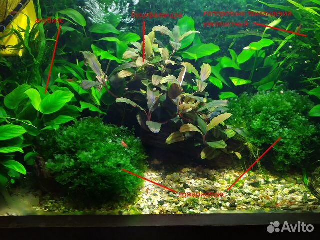 Аквариумные растения