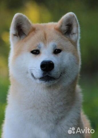 Очаровательные щенки