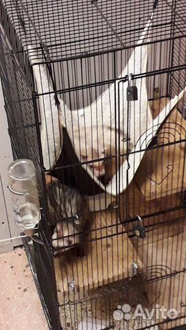 Продаём хорьков