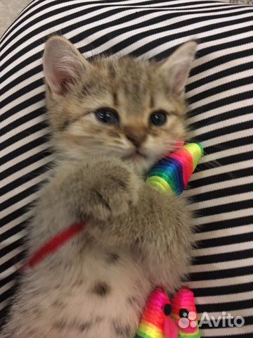 Котёнок британец шиншилла