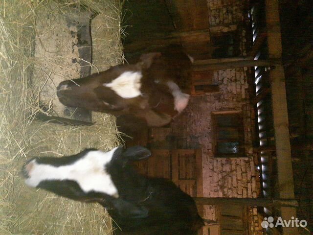 Продаются две телочки