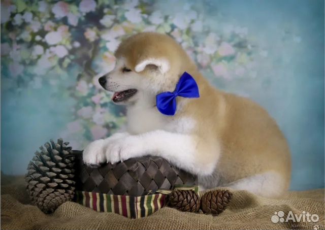 Акита
