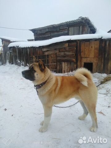 Американский Акита вязка