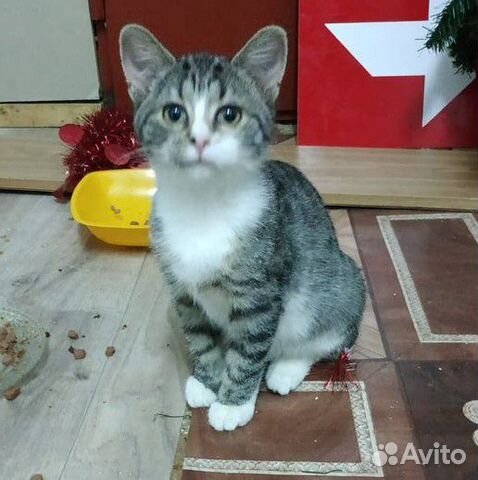 Котенок в добрые руки