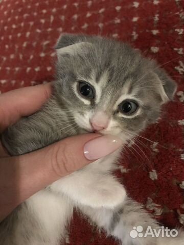 Вислоухие котята