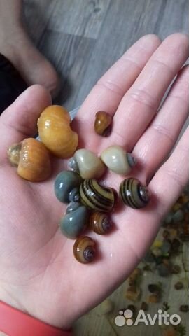 Ампулярии цветные