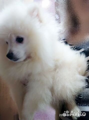 Мальчик шпица белый пуховой