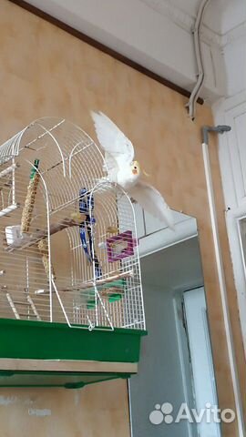 Корелла, 6 месяцев