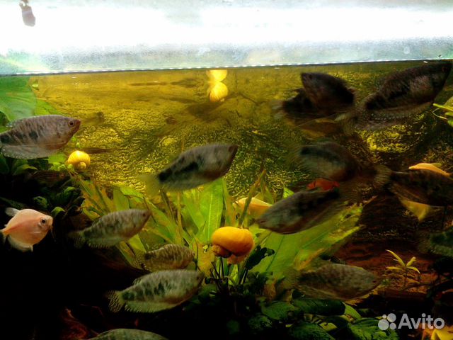 Гурами мраморные продам или поменяю