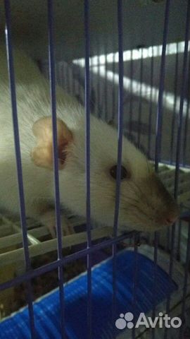 Отдам сиамскую крысу