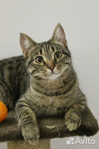 Отдам молодую кошечку