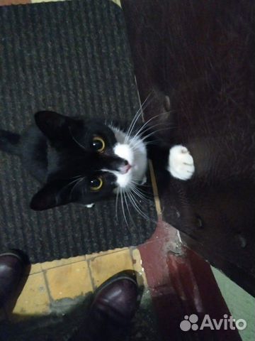 Ждет усыновления малыш,котик