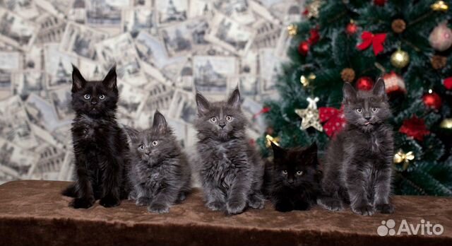 Черный бриллиант