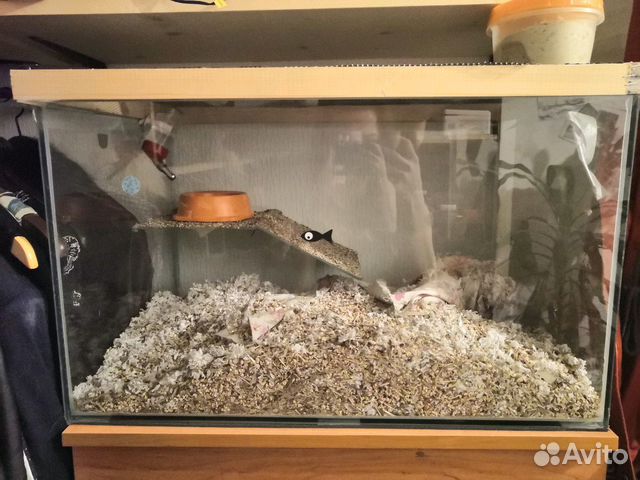 Песчанки с аквариумом