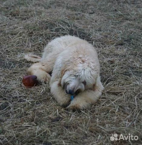 Афганская борзая