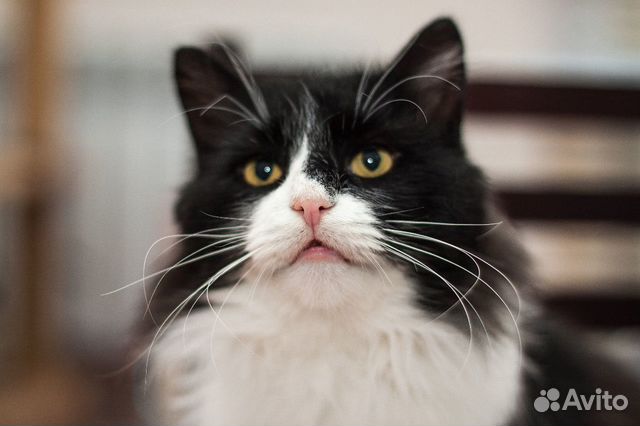 Семён Семеныч брутал