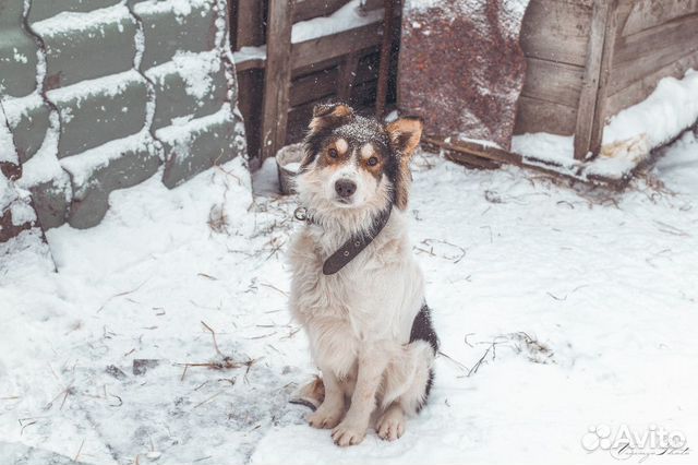 Чудесный пёс Харитон