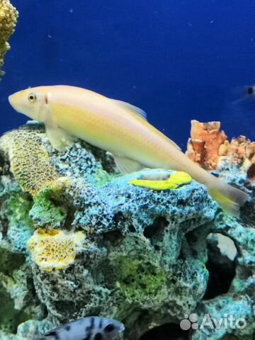 Сом геринохейлус