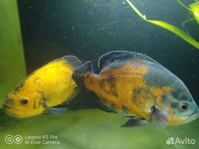 Астронотусы мечающая пара