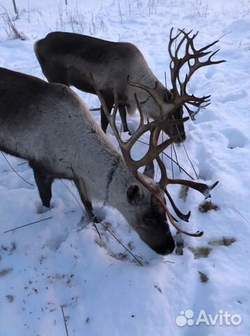 Домашние олени