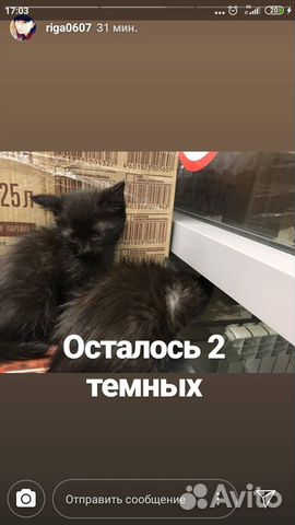 Котята