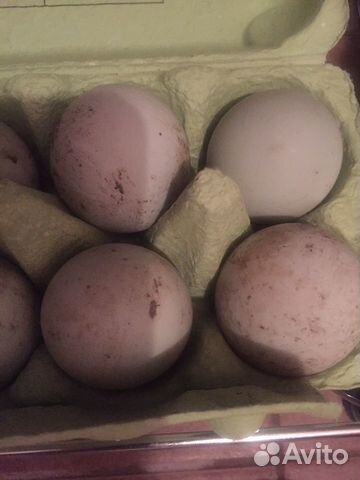 Яйца инкубационные, утка, Индийский бегун, 1шт-100