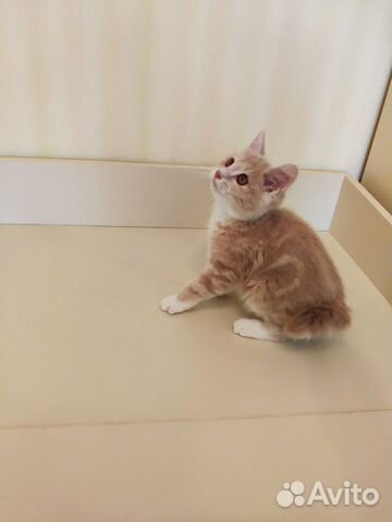 Маленькая рысь