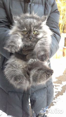 Пушистый медвежонок