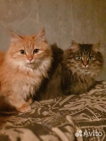 Котята длинношёрстные 5 мес