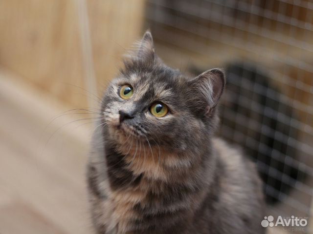 Кошка Агата