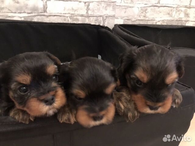 Продаются щеночки йоркширского терьера