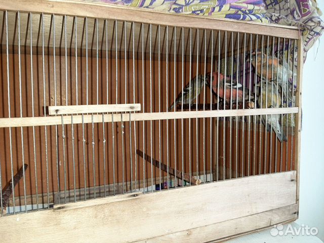 Клесты белокрылые белопоясики