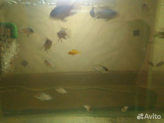 Нанаакара неон блю