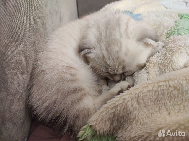 Шотландский котенок, ваш лучший пушистый друг