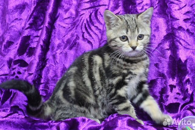 Мраморная британочка