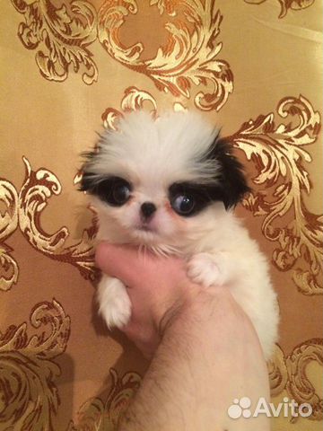 Японский хин