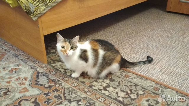 Кошка Люся