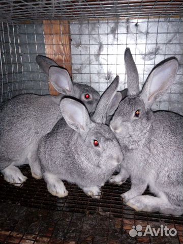 Кролики породы "Советская шиншилла"