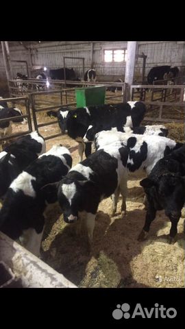 Бычки 3х-4х месячные