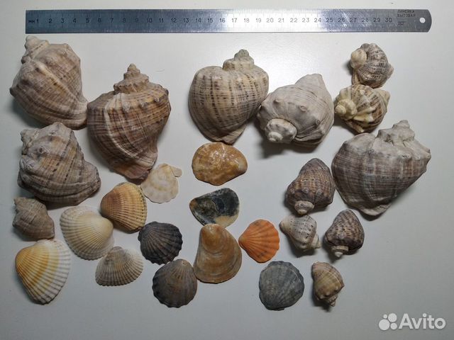 Морские ракушки