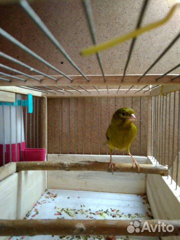 Кенар зелёный