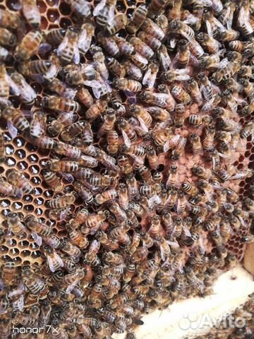 Пчелы. Продам пакеты