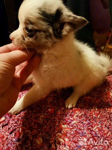 Прелестная девочка