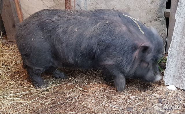 Вьетнамский вислобрюхий хряк