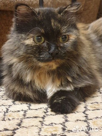 Кошка Матрешка ищет дом